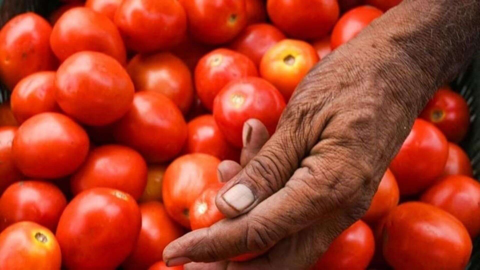 Tomato Prices Reach ₹120 Per Kilo: Reasons Behind the Rise and Future ...