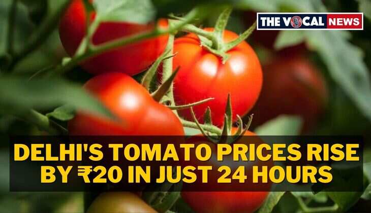 Tomato Prices Surge to ₹100 in Delhi During Navratri - Everything You ...