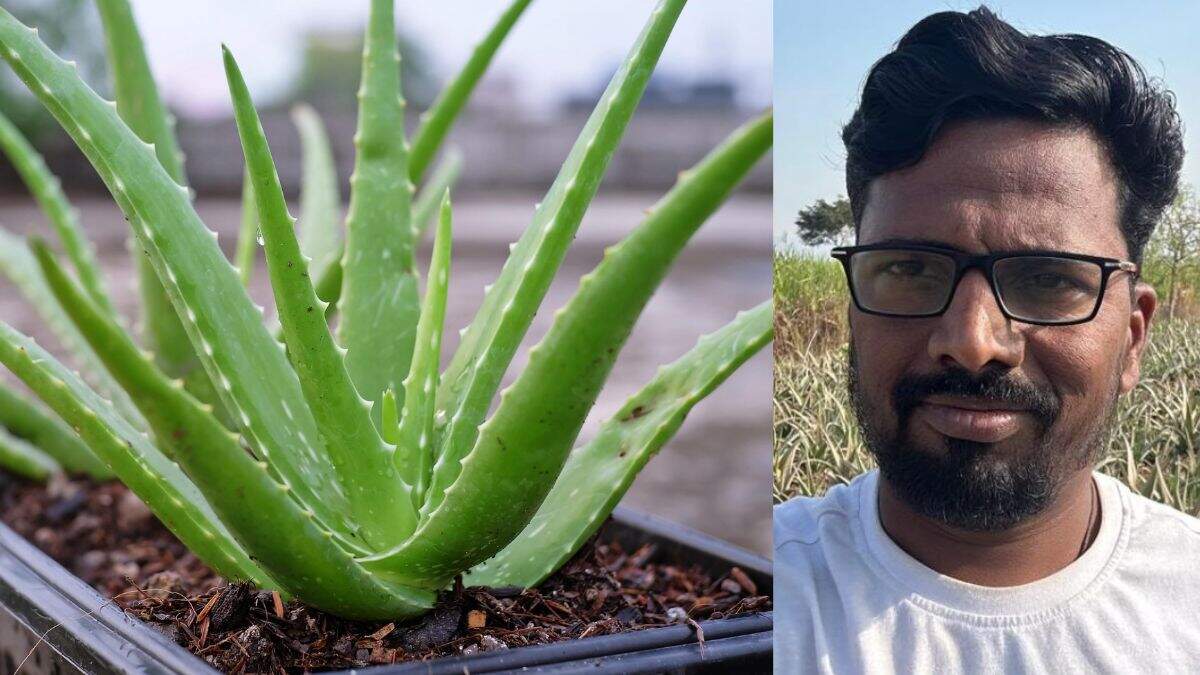 Business Success Story: How This Farmer Built a Rs 3.5 Crore Aloe Vera ...