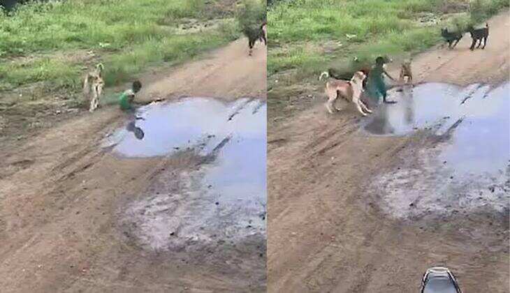 Viral Video: Pack of Stray Dogs Launches Deadly Attack on 5-Year-Old ...