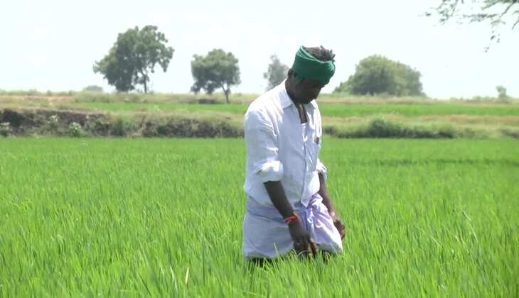 Is Karnataka's Rice Bowl Turning Toxic? Alarm Bells Ring as Excessive ...