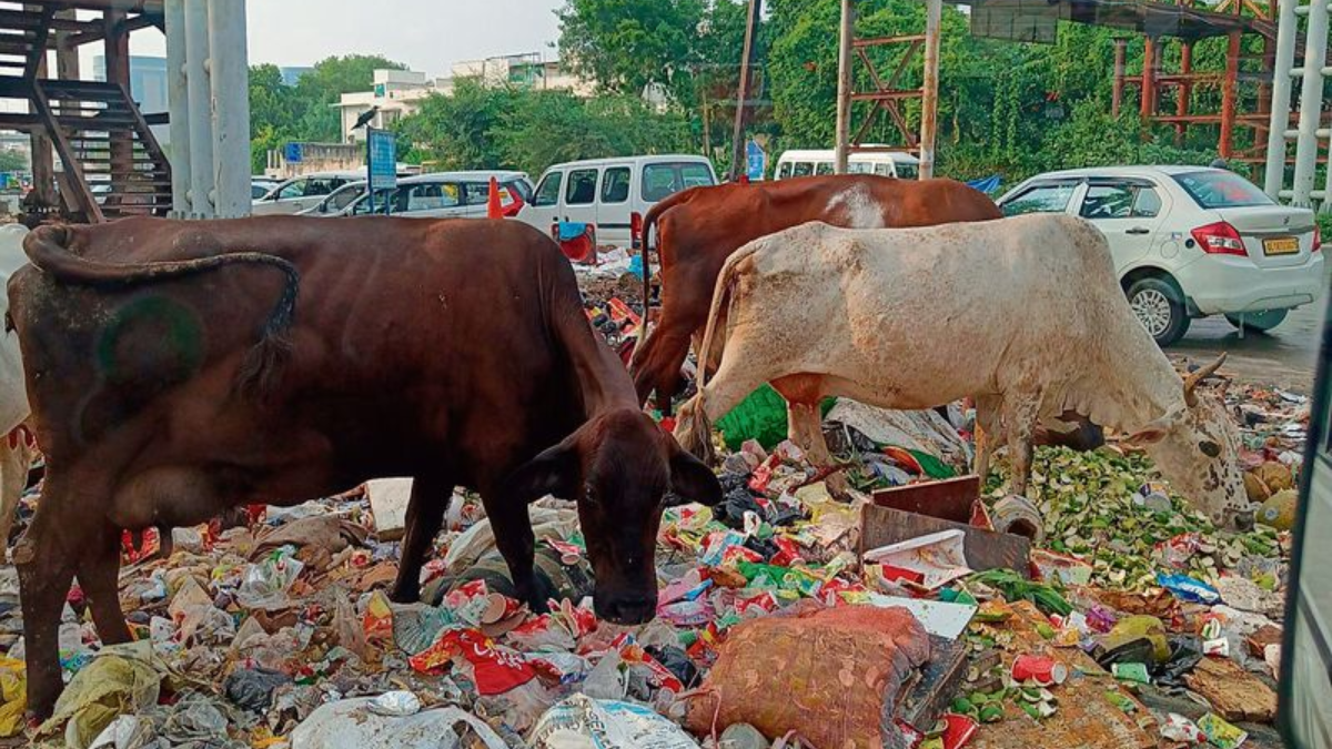 Gurugram: Stray Cows Attack Man, Victim Severely Injured; Shocking ...